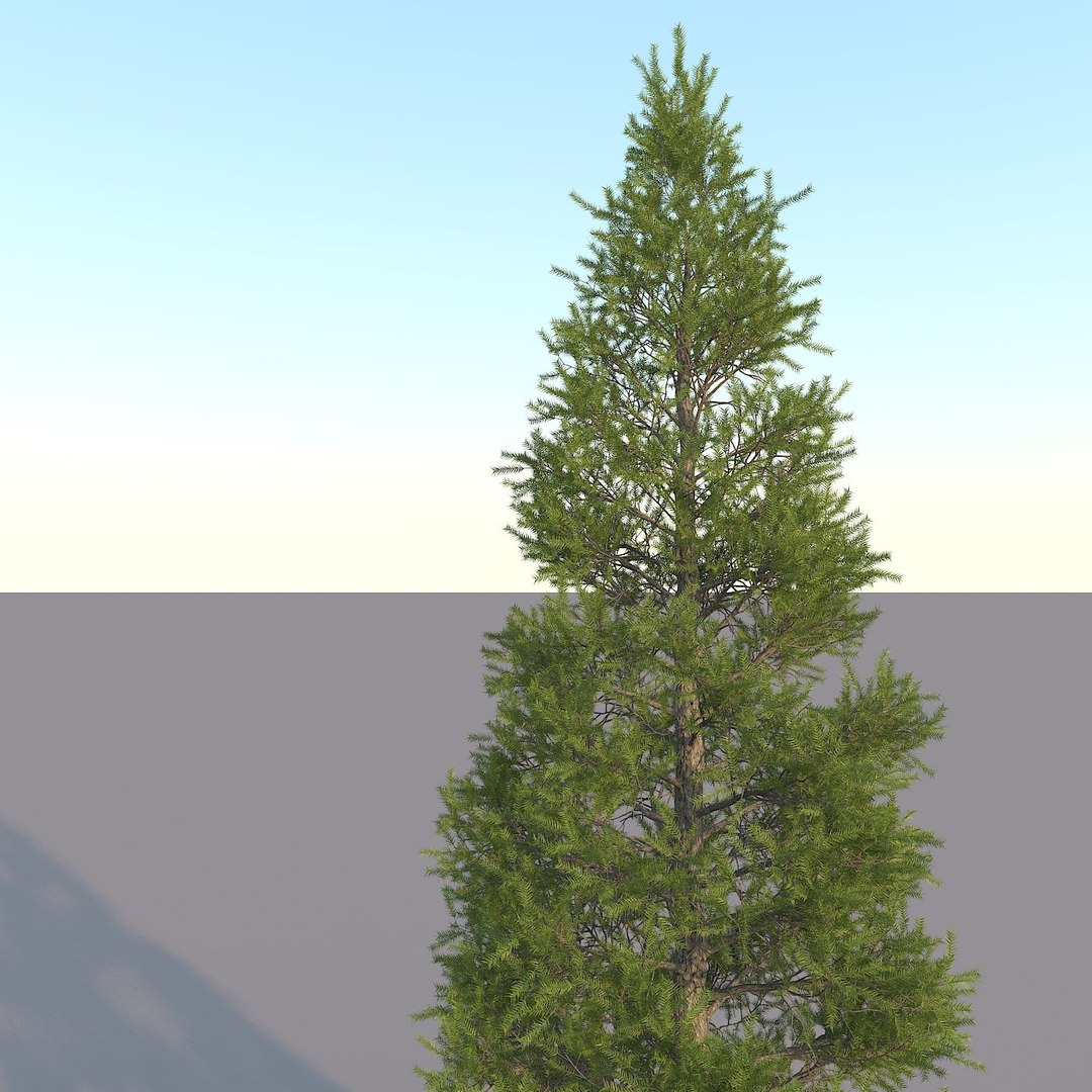 3d Model Spruce Tree