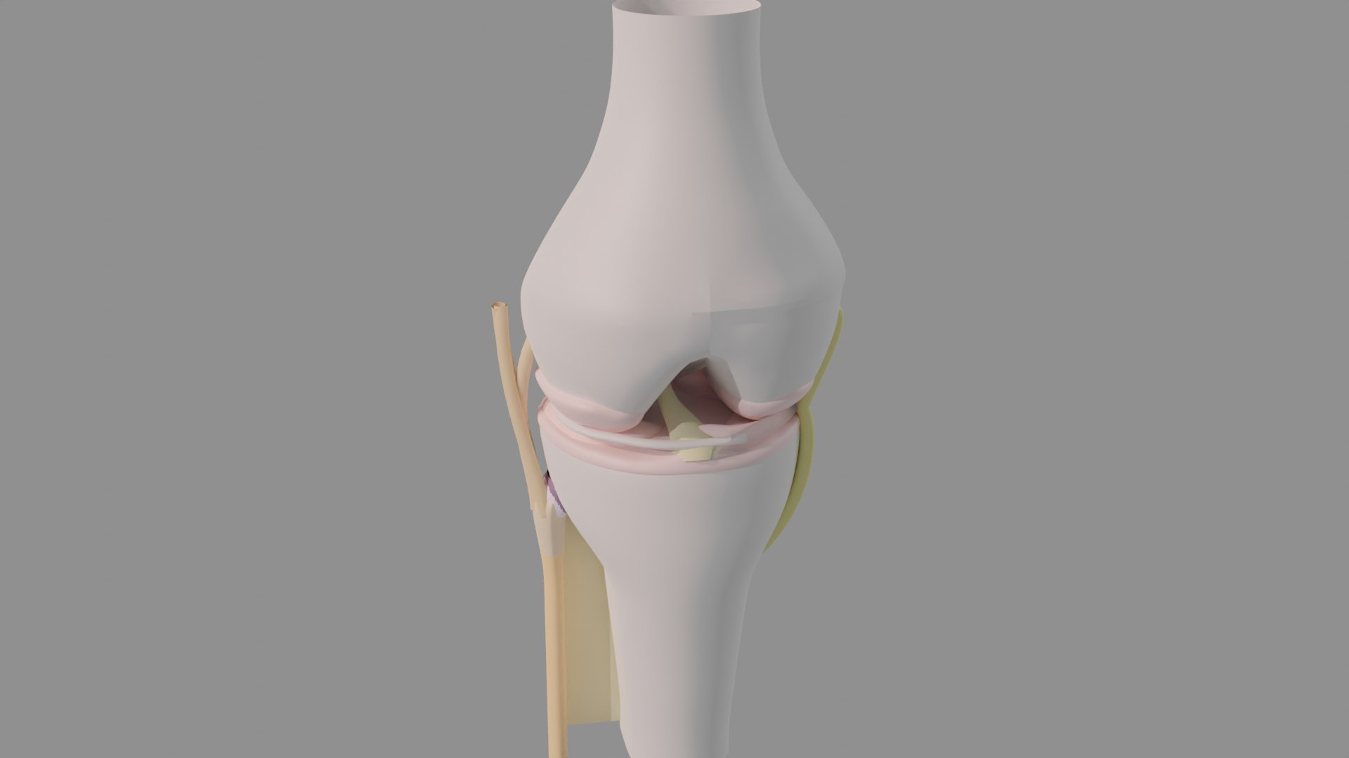 3D Knee Joint - TurboSquid 1857098