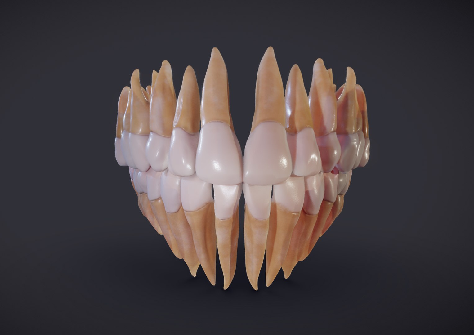 Human Teeth 3D Model - TurboSquid 1370198
