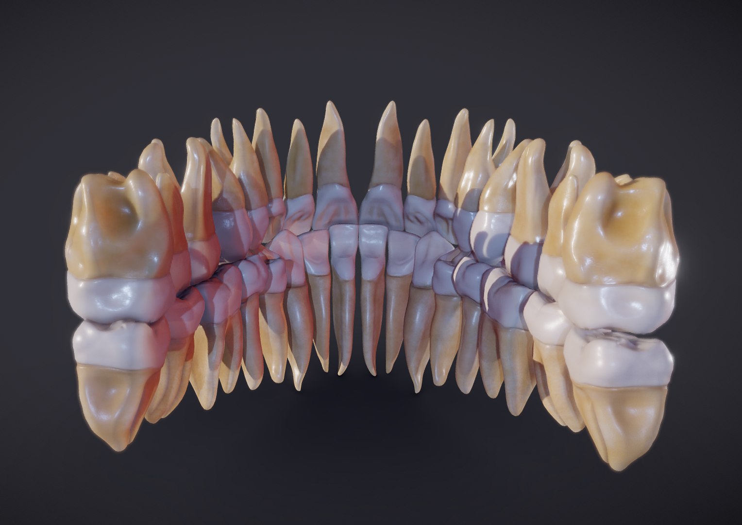 Human Teeth 3D Model - TurboSquid 1370198