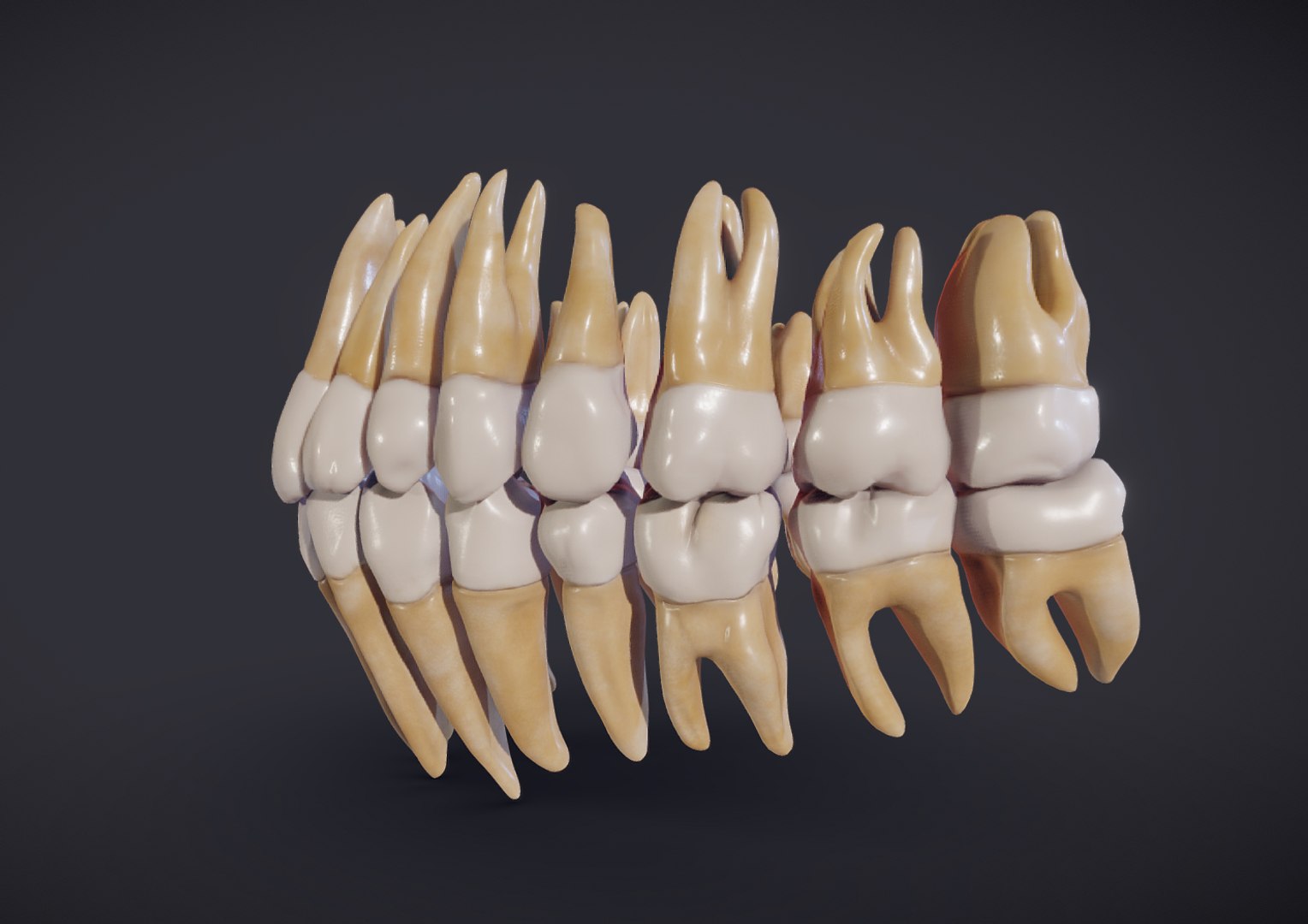 Human Teeth 3D Model - TurboSquid 1370198