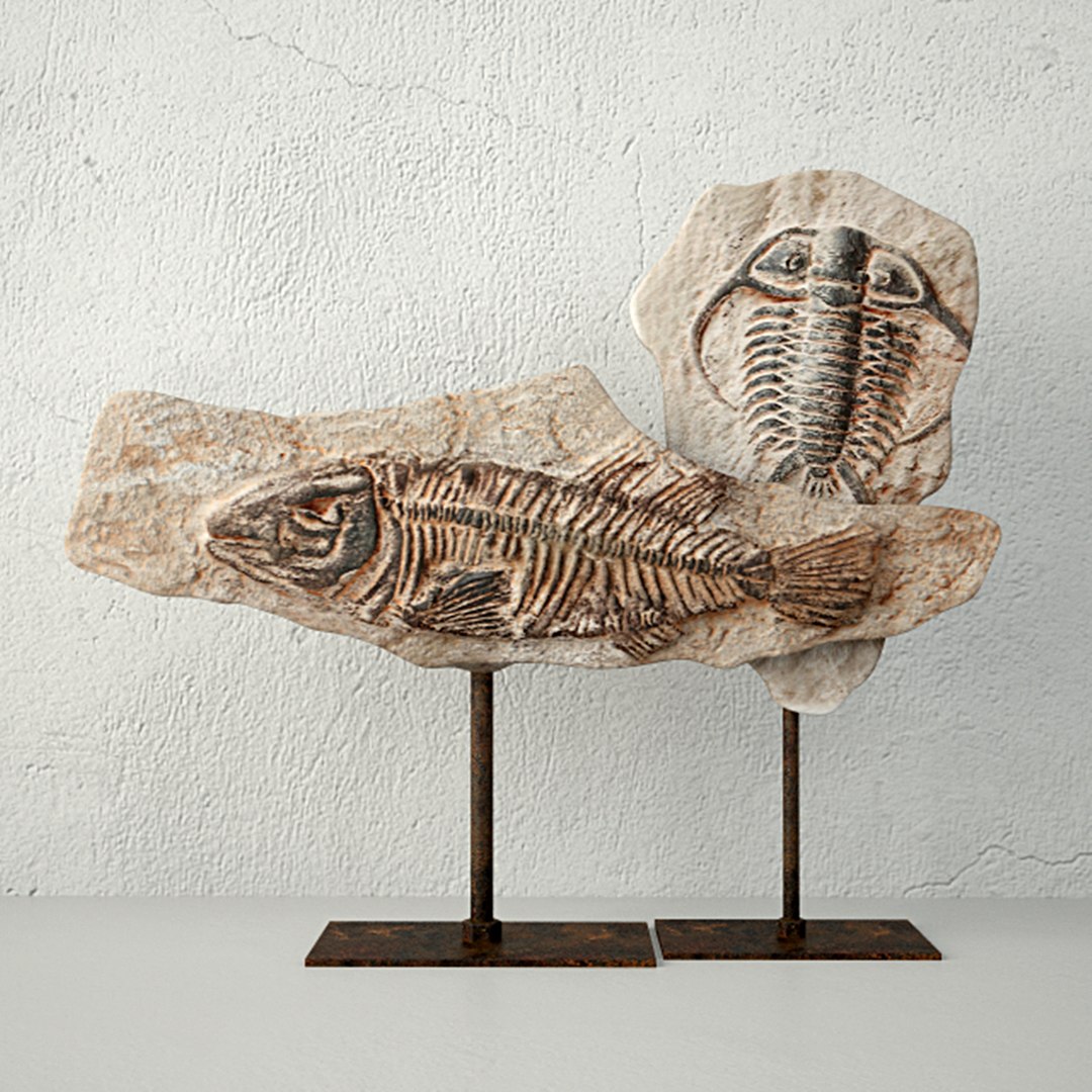 3D Fossils Stand Model - TurboSquid 1200673