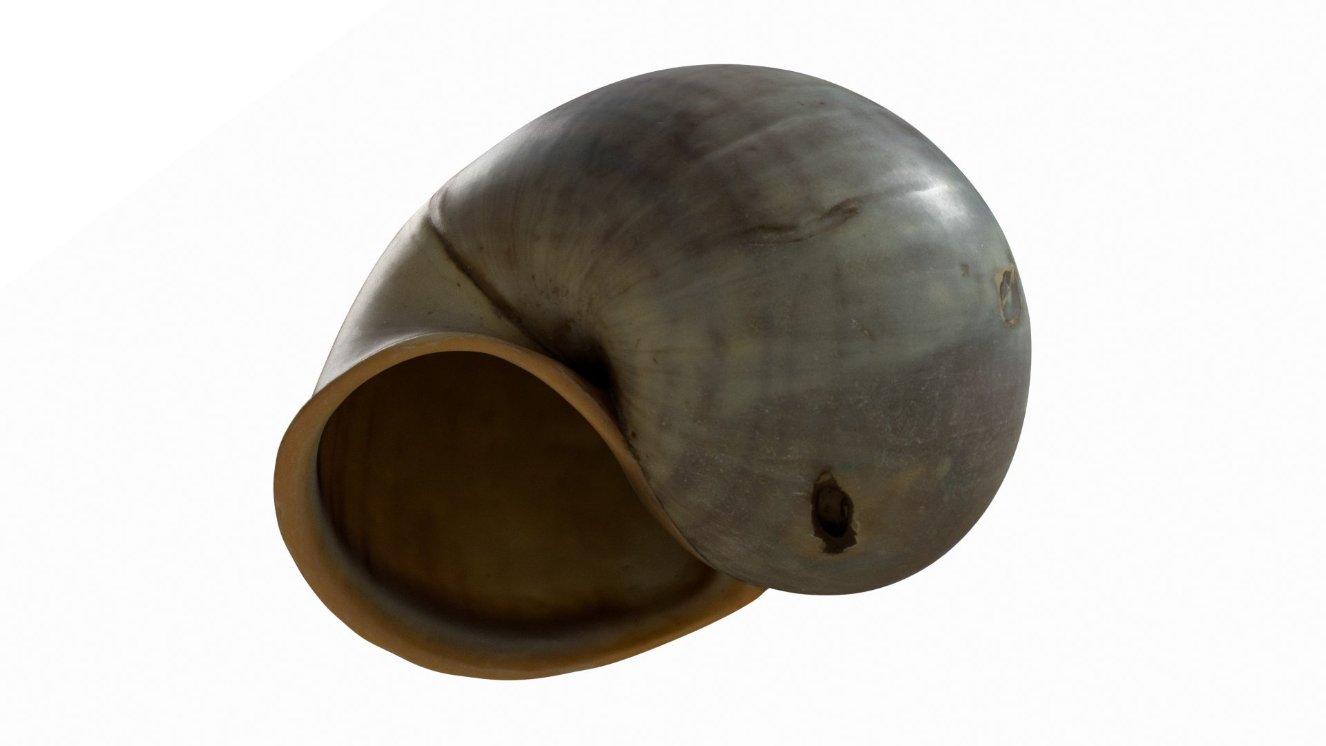 3D Sea Snail model - TurboSquid 1793210