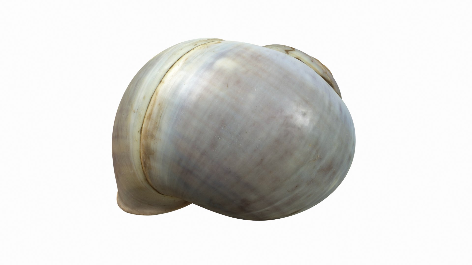 3D Sea Snail model - TurboSquid 1793210