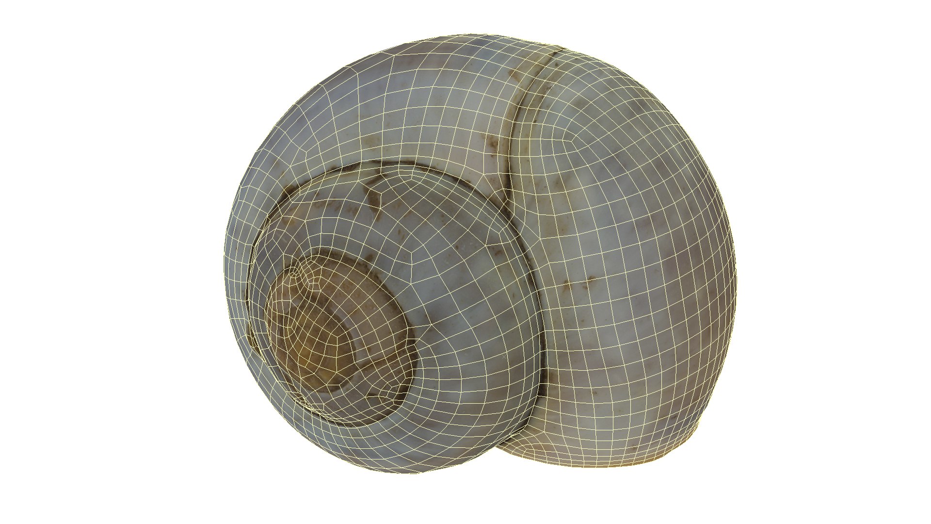 3D Sea Snail model - TurboSquid 1793210