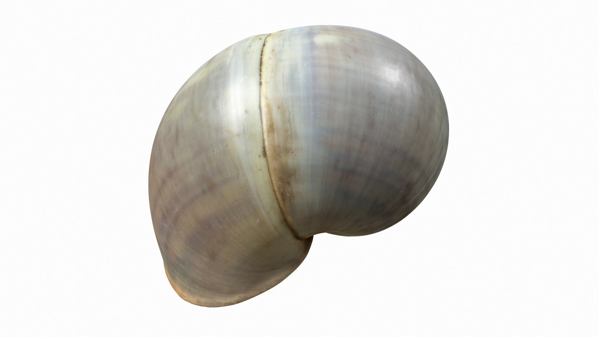 3D Sea Snail model - TurboSquid 1793210
