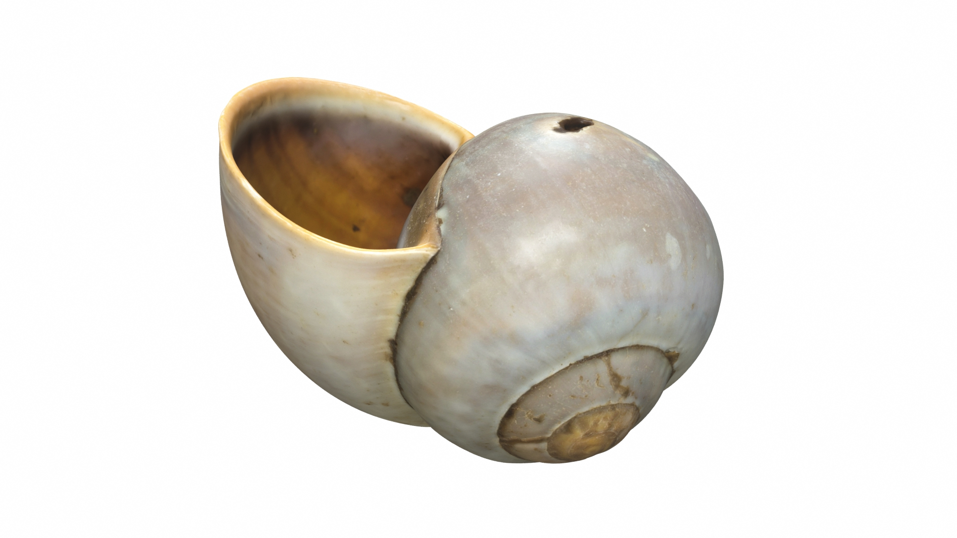 3D Sea Snail model - TurboSquid 1793210