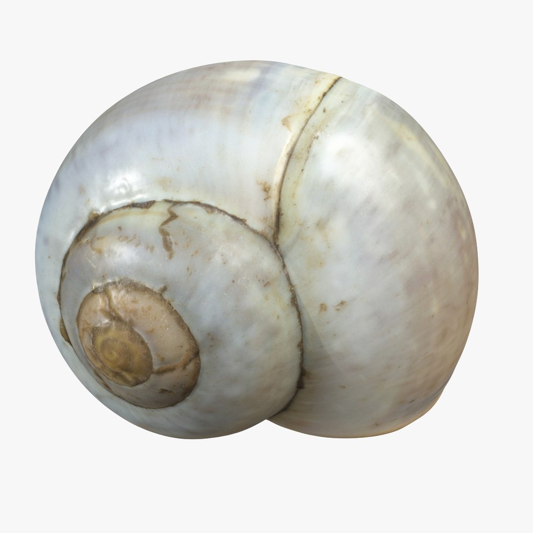 3D Sea Snail model - TurboSquid 1793210