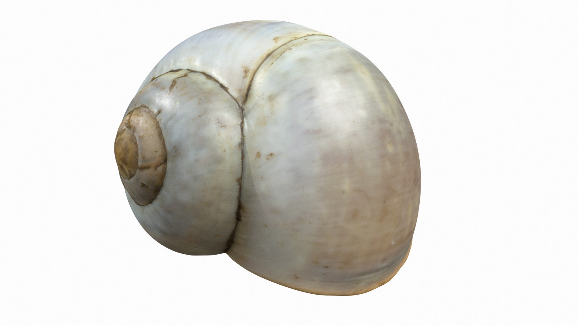 3D Sea Snail model - TurboSquid 1793210