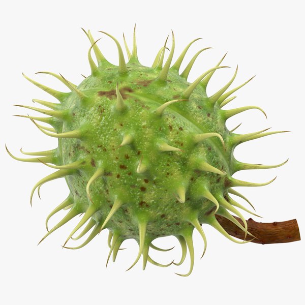 3D Conker Models | TurboSquid