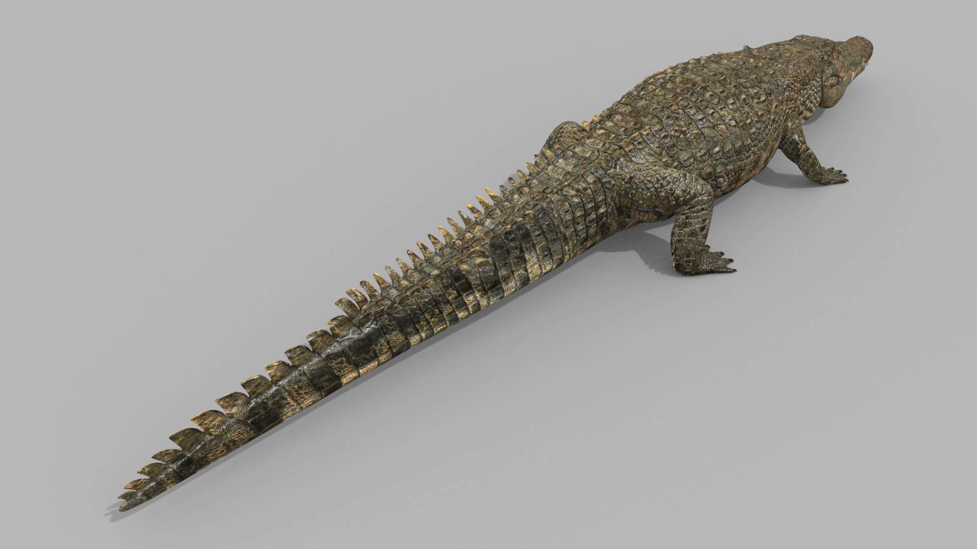 3D Terror Croc PRO - 8K 3D Animated Crocodile Model - TurboSquid 1814708
