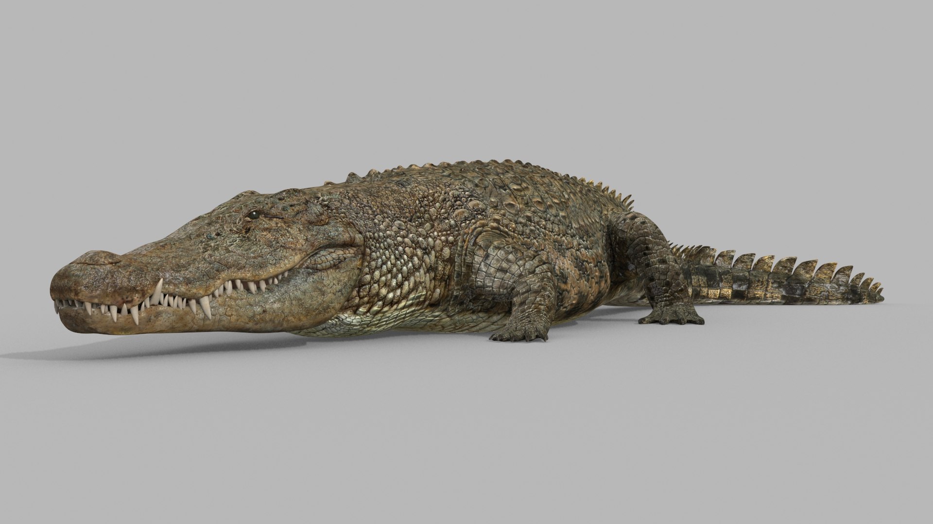 3D Terror Croc PRO - 8K 3D Animated Crocodile Model - TurboSquid 1814708