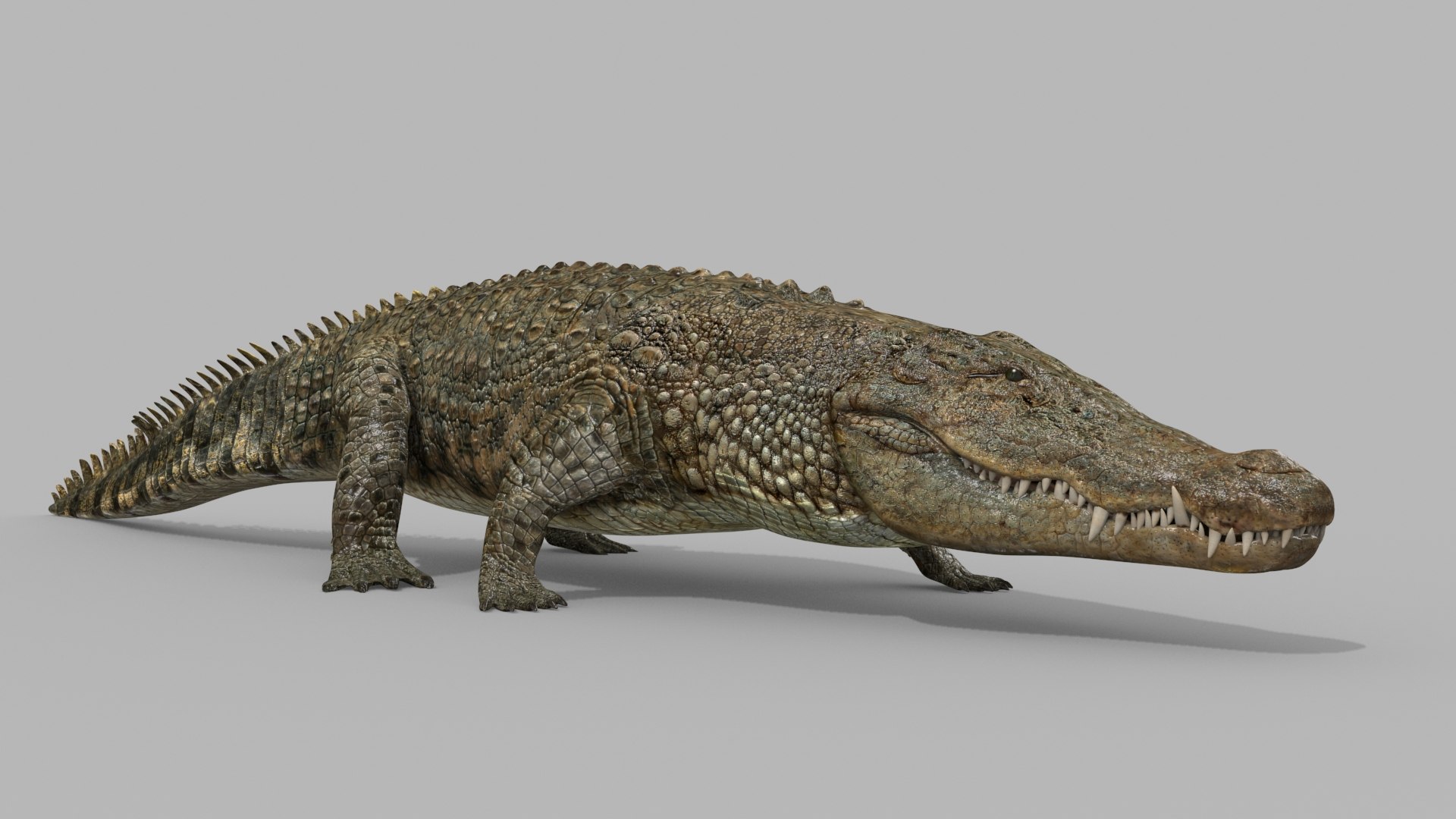 3D Terror Croc PRO - 8K 3D Animated Crocodile Model - TurboSquid 1814708