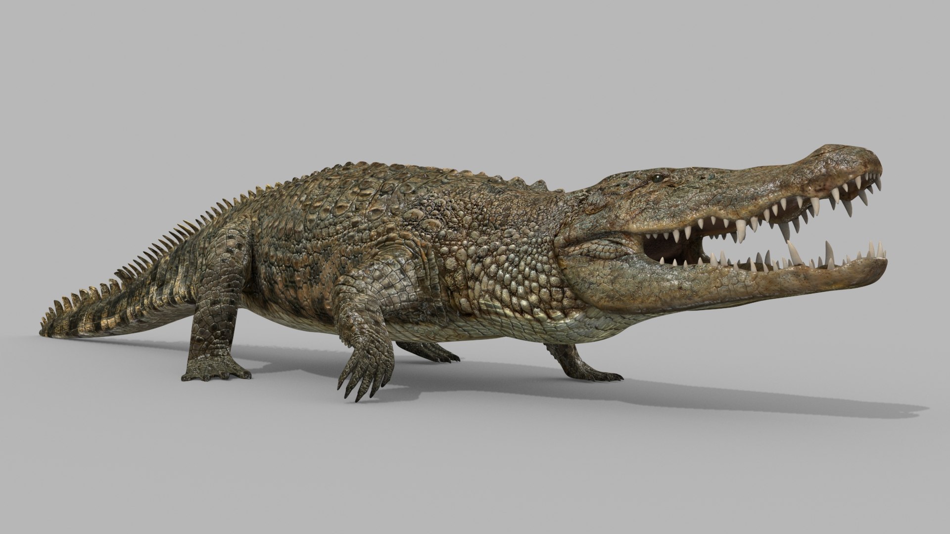 3D Terror Croc PRO - 8K 3D Animated Crocodile Model - TurboSquid 1814708