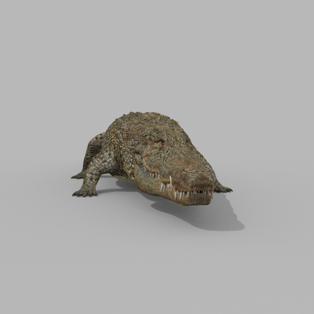 3D Terror Croc PRO - 8K 3D Animated Crocodile Model - TurboSquid 1814708