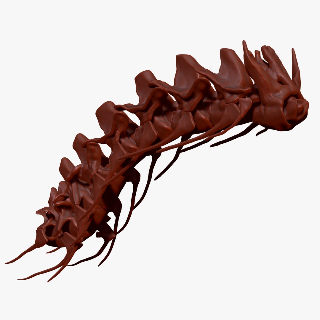 3D Spinosaurus Neck Skeletons Set model - TurboSquid 1714690