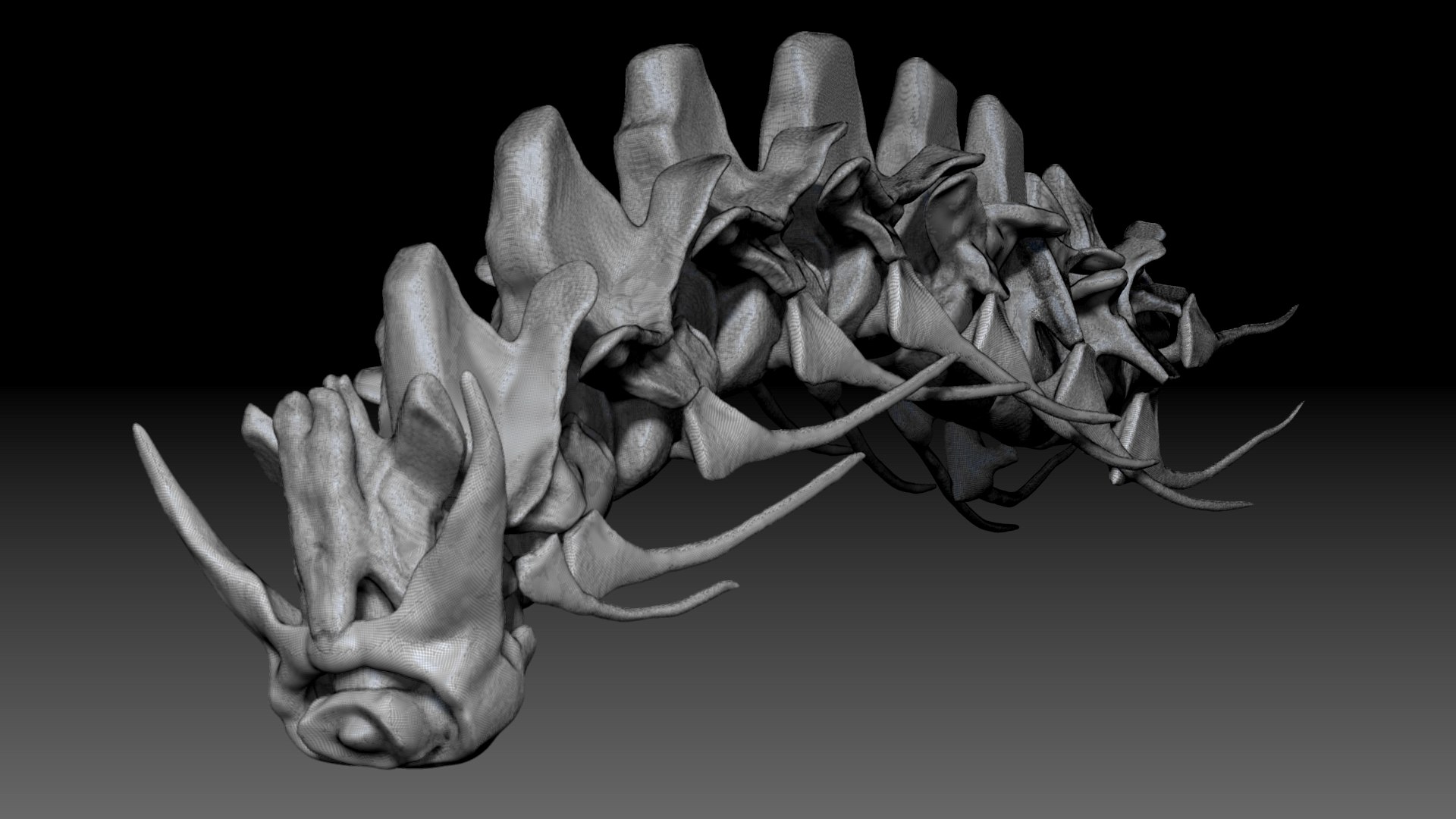 3D Spinosaurus Neck Skeletons Set model - TurboSquid 1714690