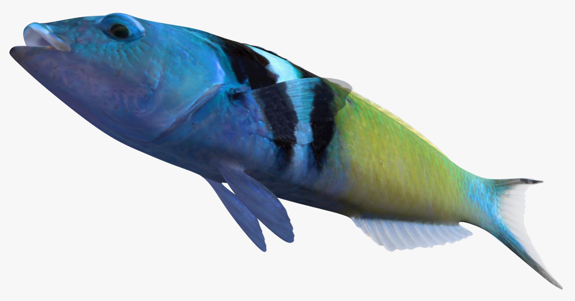 3D Saltwater Fish Collection 25 Model - TurboSquid 1837611