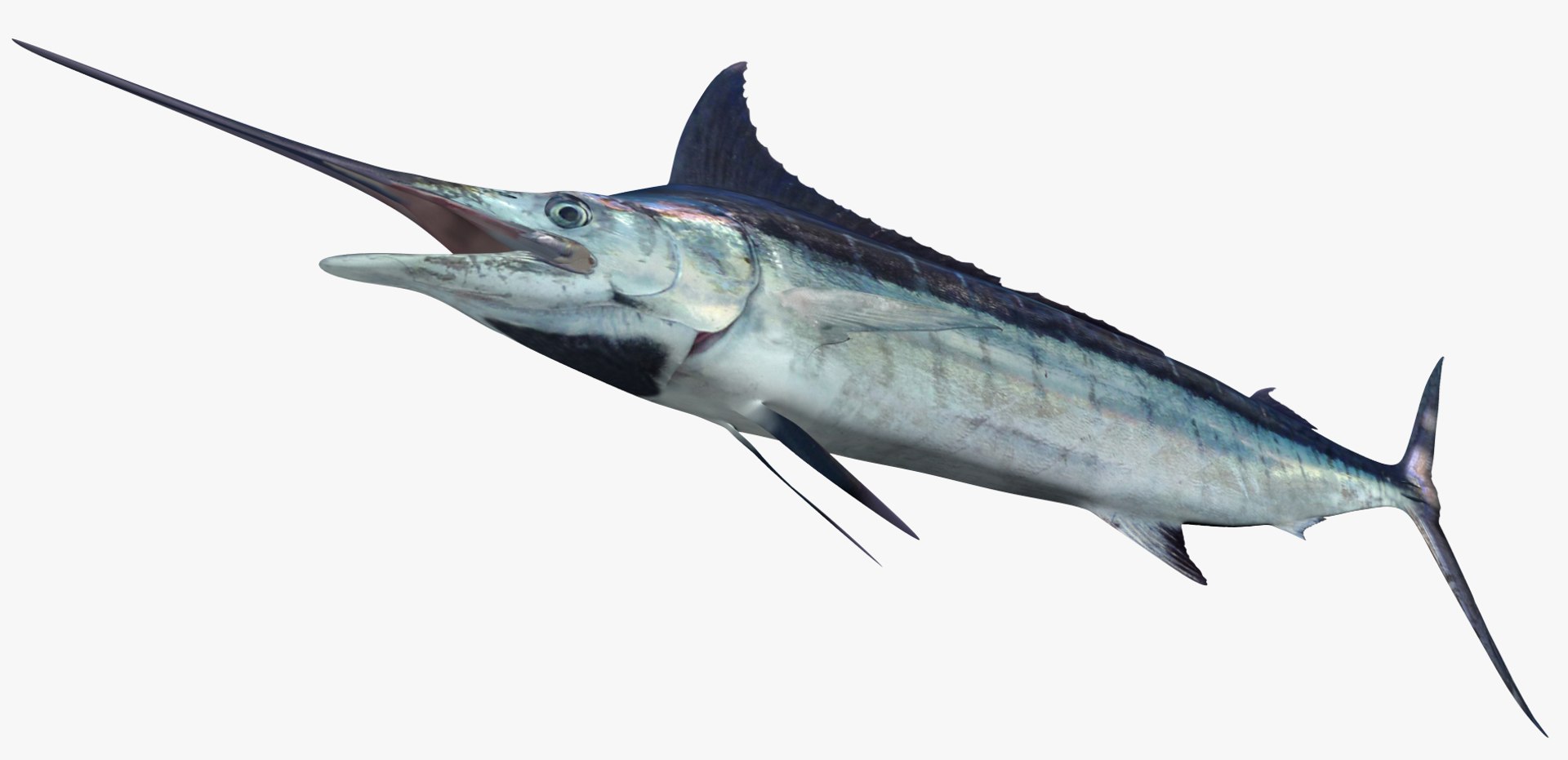 3D Saltwater Fish Collection 25 Model - TurboSquid 1837611