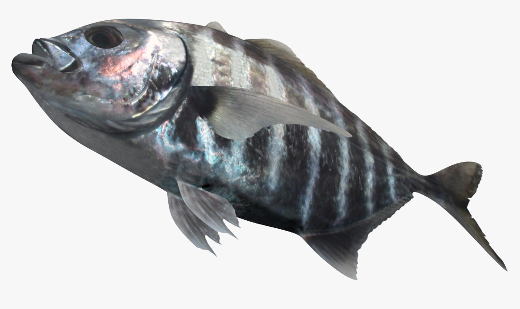 3D Saltwater Fish Collection 25 Model - TurboSquid 1837611