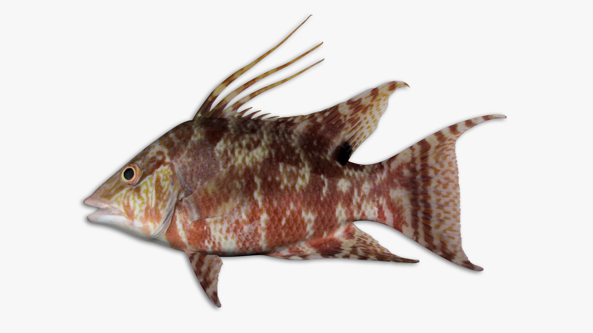 3D Saltwater Fish Collection 25 Model - TurboSquid 1837611