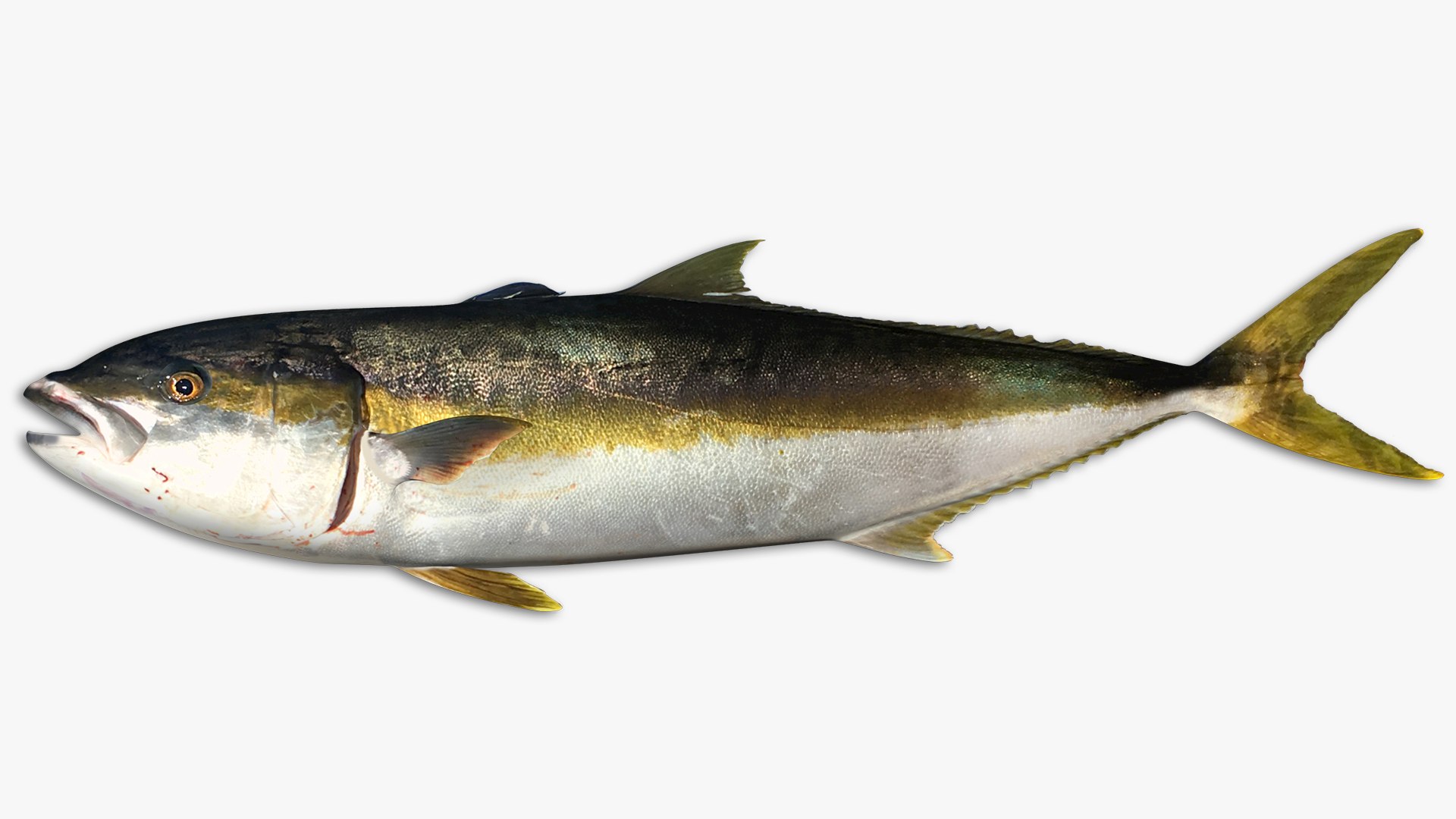 3D Saltwater Fish Collection 25 Model - TurboSquid 1837611