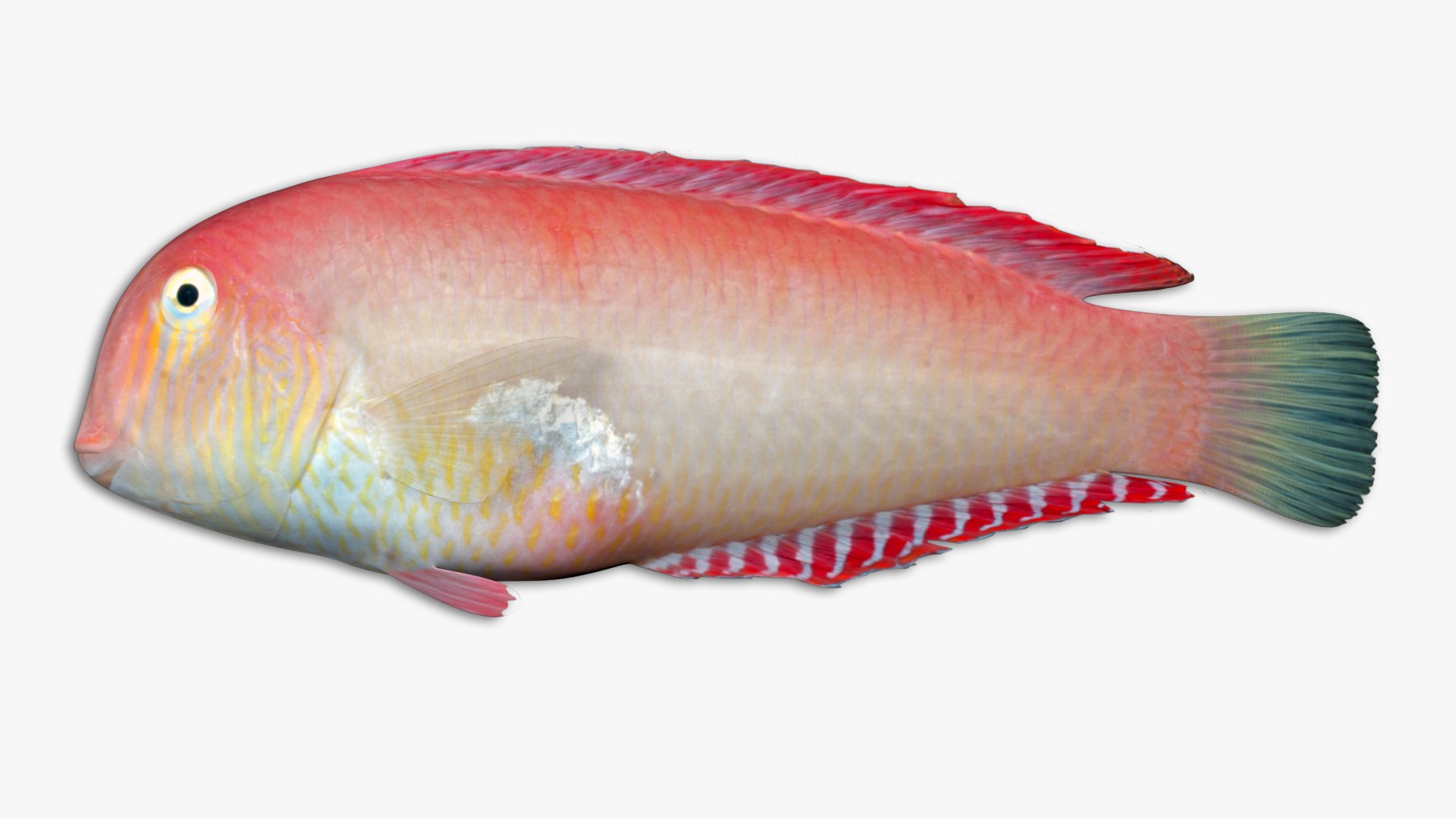 3D Saltwater Fish Collection 25 Model - TurboSquid 1837611