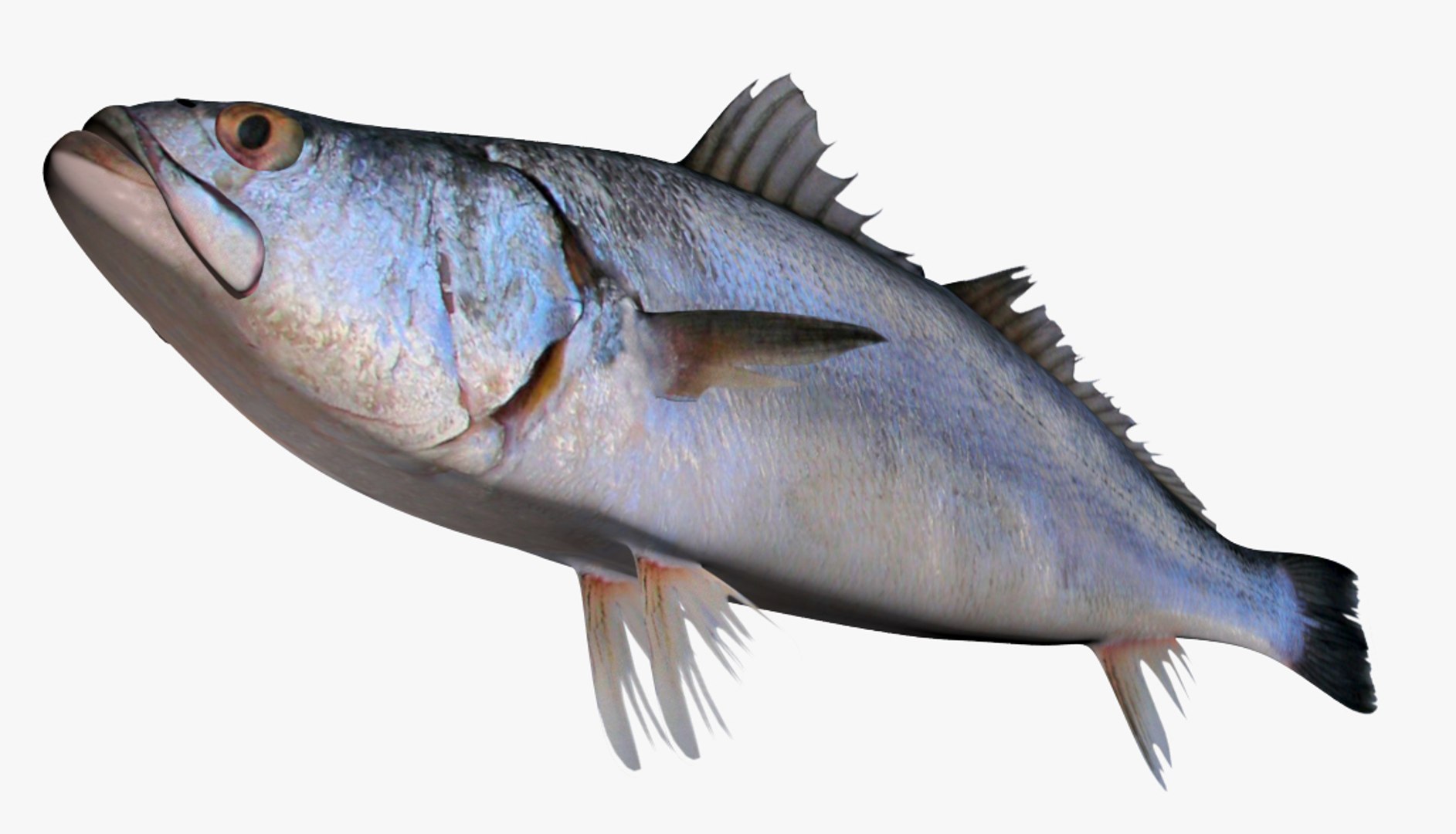 3D Saltwater Fish Collection 25 Model - TurboSquid 1837611