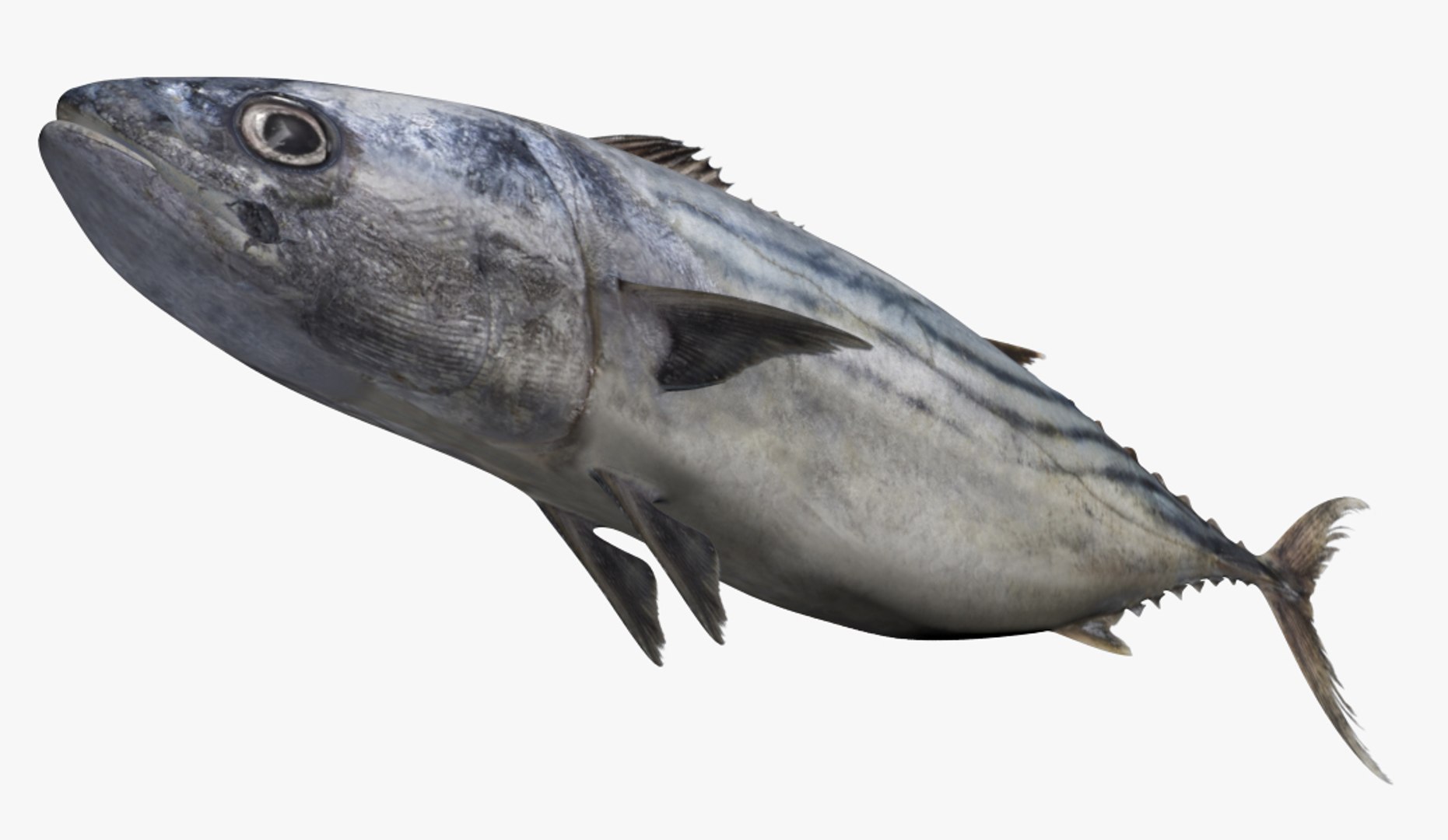 3D Saltwater Fish Collection 25 Model - TurboSquid 1837611