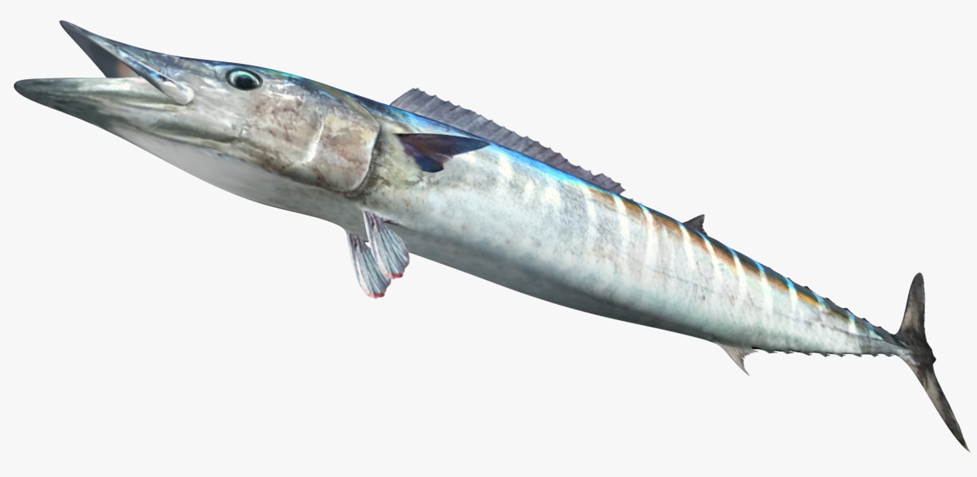 3D Saltwater Fish Collection 25 Model - TurboSquid 1837611