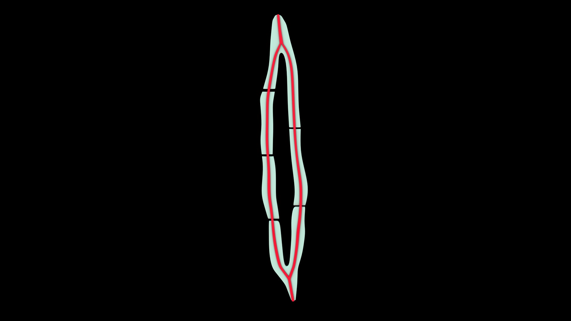 Fiber Longitudinal Section 3D Model - TurboSquid 2197326