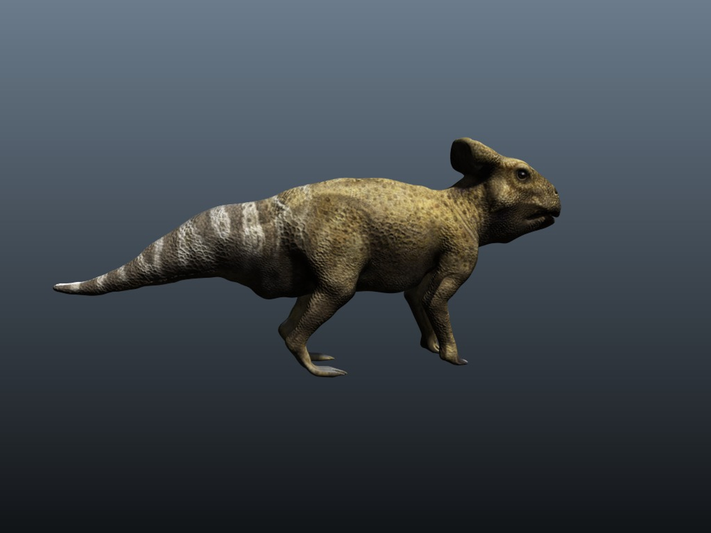 Obj Protoceratop