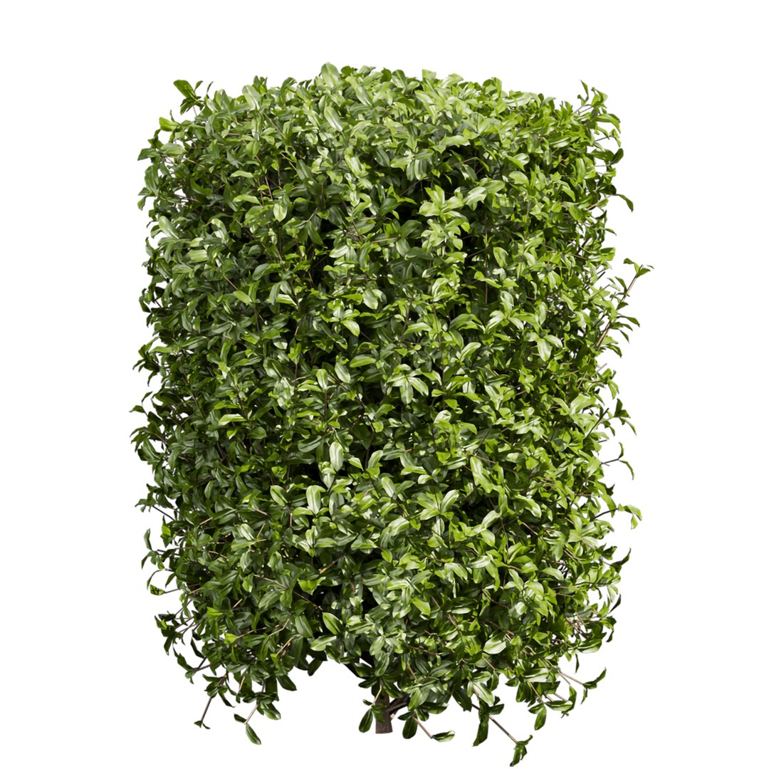 3D Collection Plant Vol 552 - Cylinder - Ivy - Laurus - Nobilis - Bush - TurboSquid 2153492