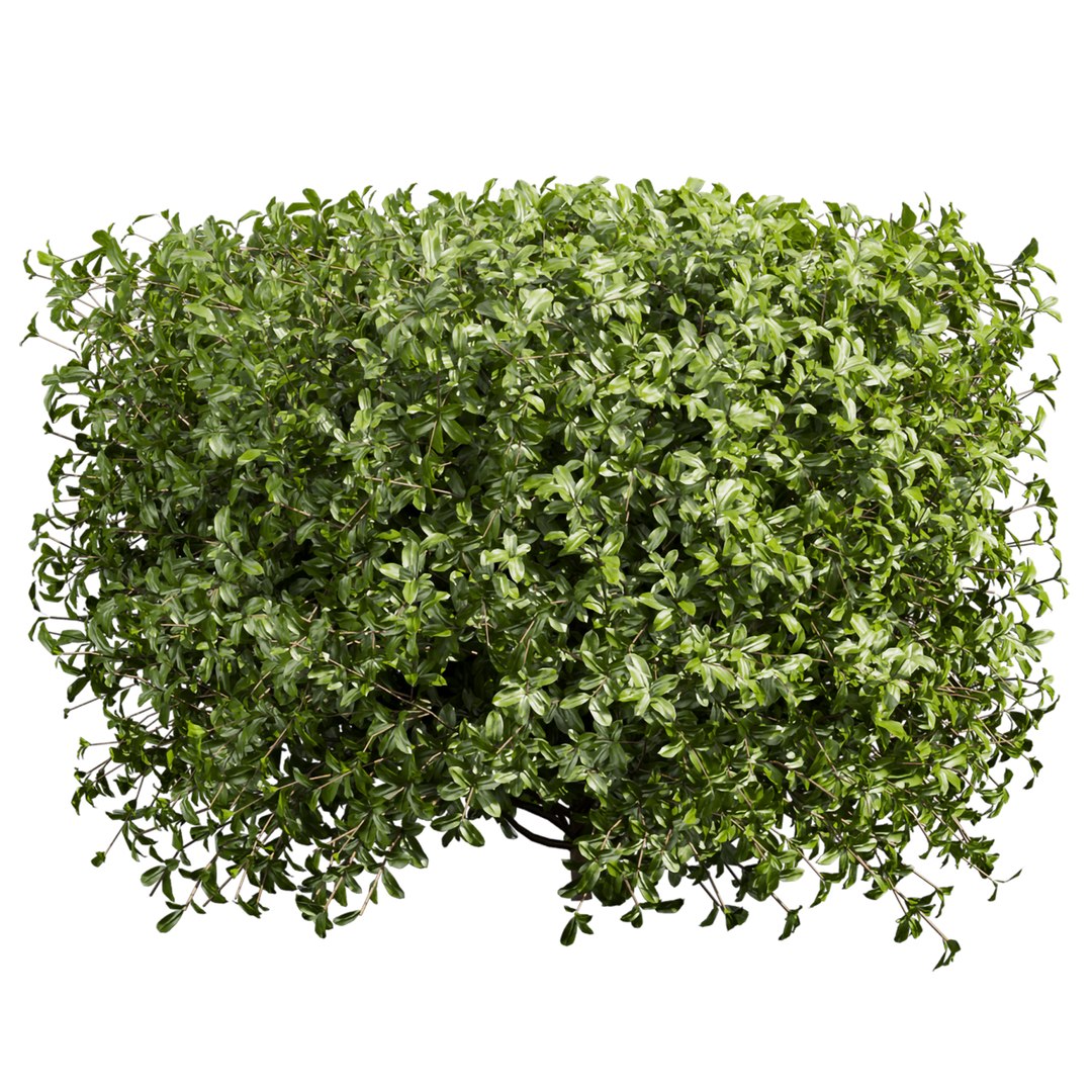 3D Collection plant vol 552 - Cylinder - ivy - laurus - nobilis - bush - TurboSquid 2153492