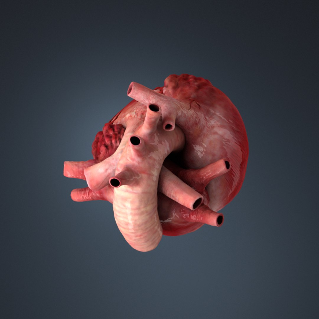 3D Human Heart - TurboSquid 1188102