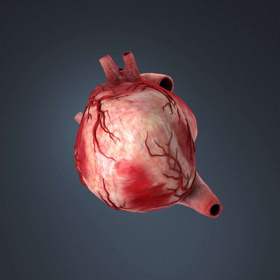 3D Human Heart - TurboSquid 1188102