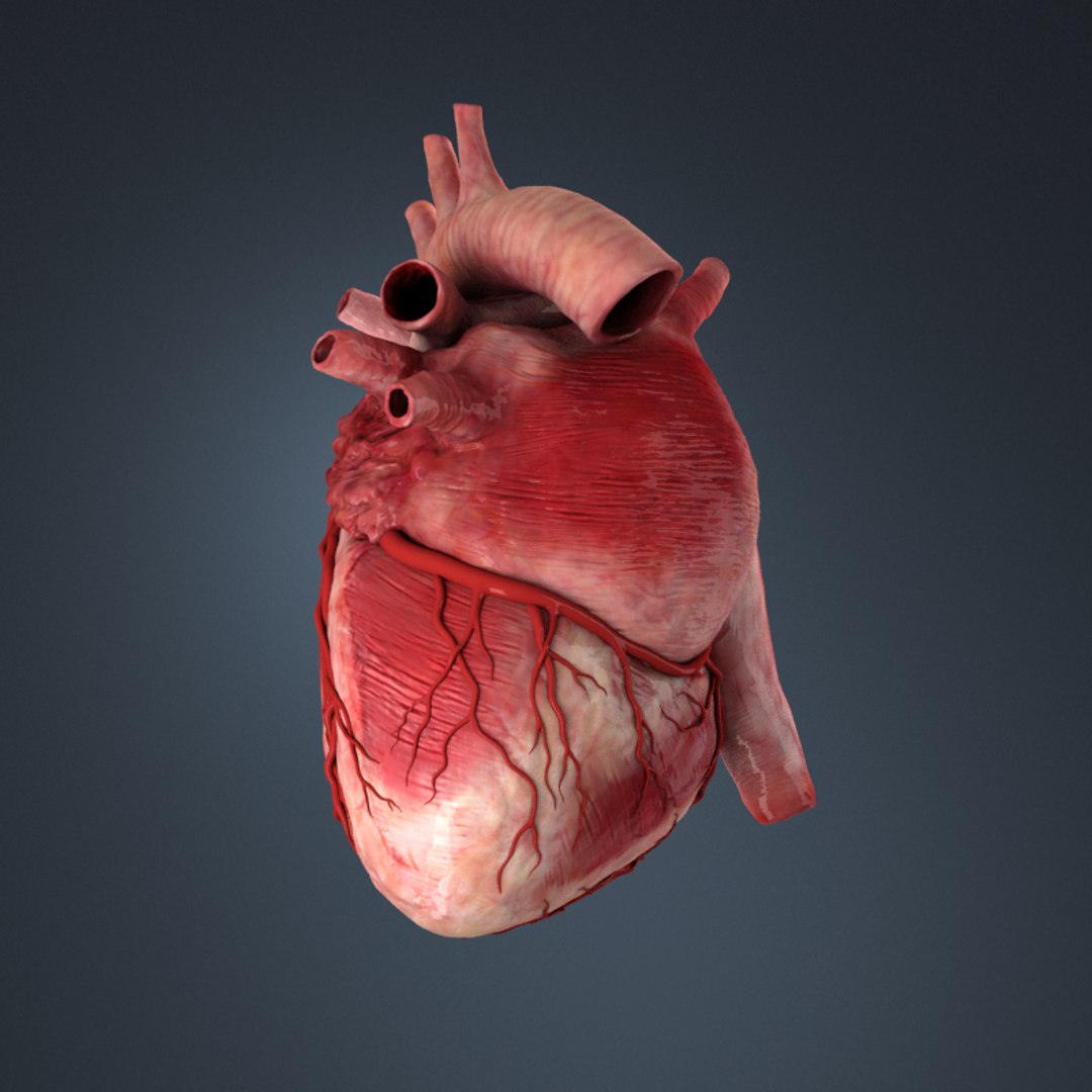 3D Human Heart - TurboSquid 1188102