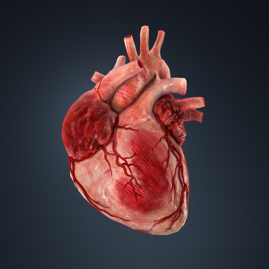 3D Human Heart - TurboSquid 1188102