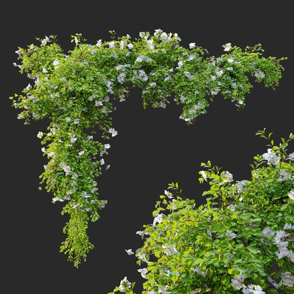 3D Hanging Flower Petunia - TurboSquid 1792109
