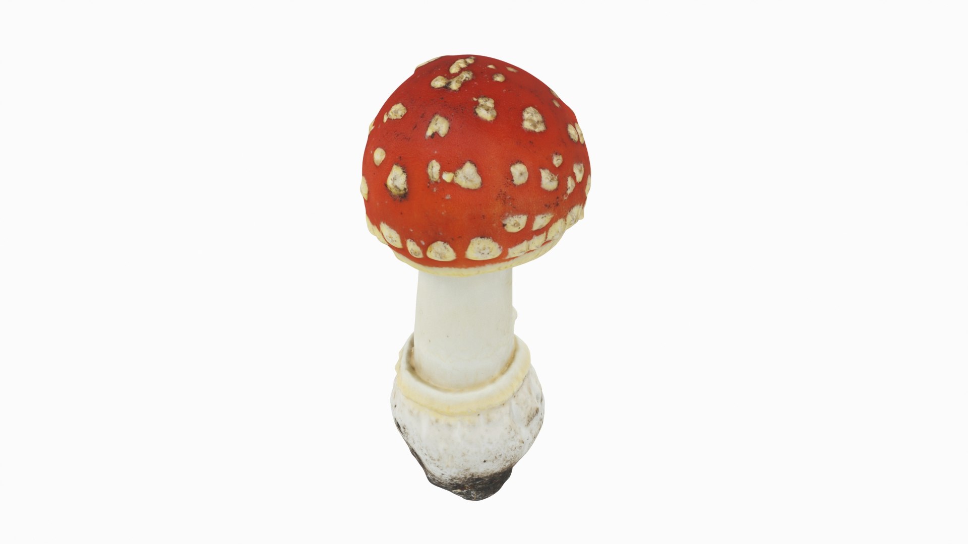 3D Toadstool 6 Model - TurboSquid 2266140