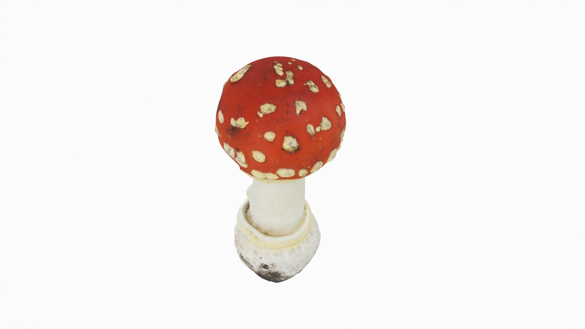 3D Toadstool 6 Model - TurboSquid 2266140