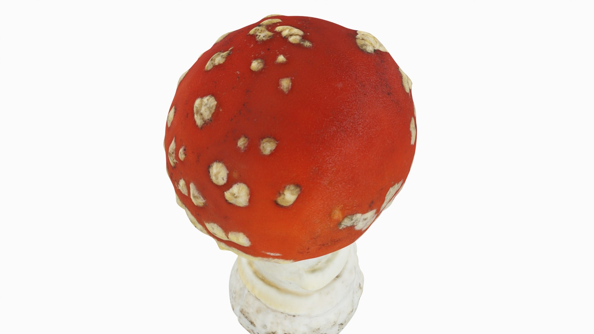 3D Toadstool 6 Model - TurboSquid 2266140