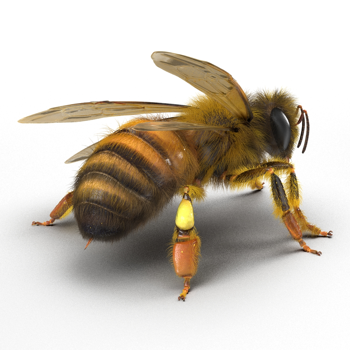 bee rigged 3d max