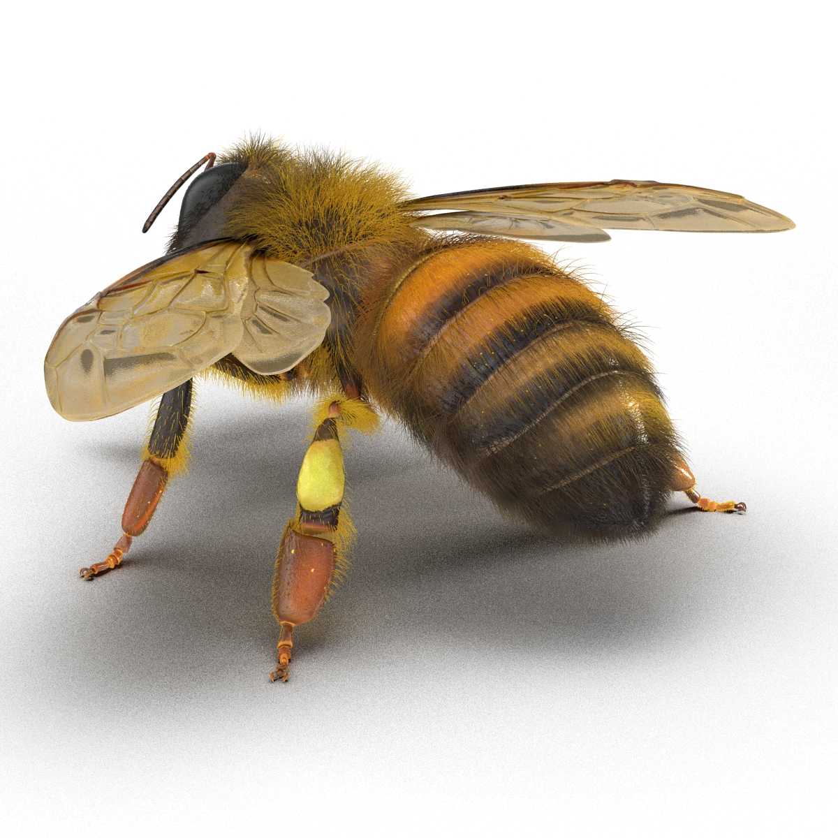 bee rigged 3d max