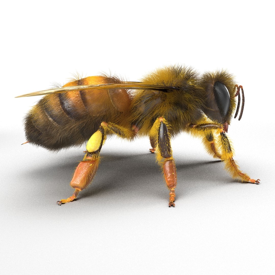 bee rigged 3d max