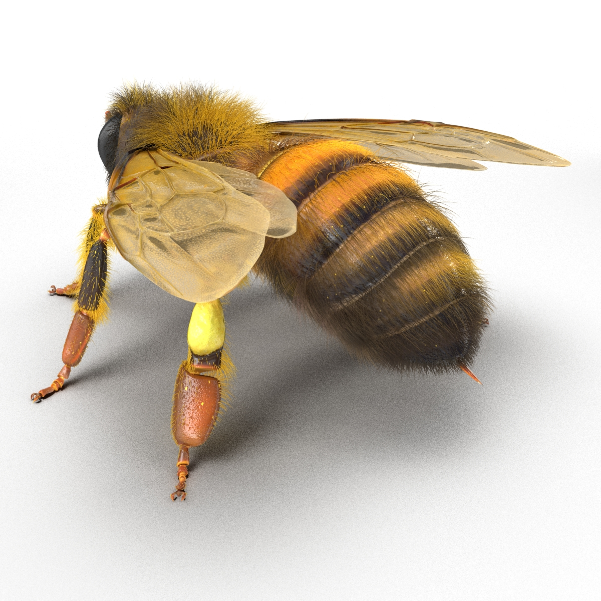 bee rigged 3d max