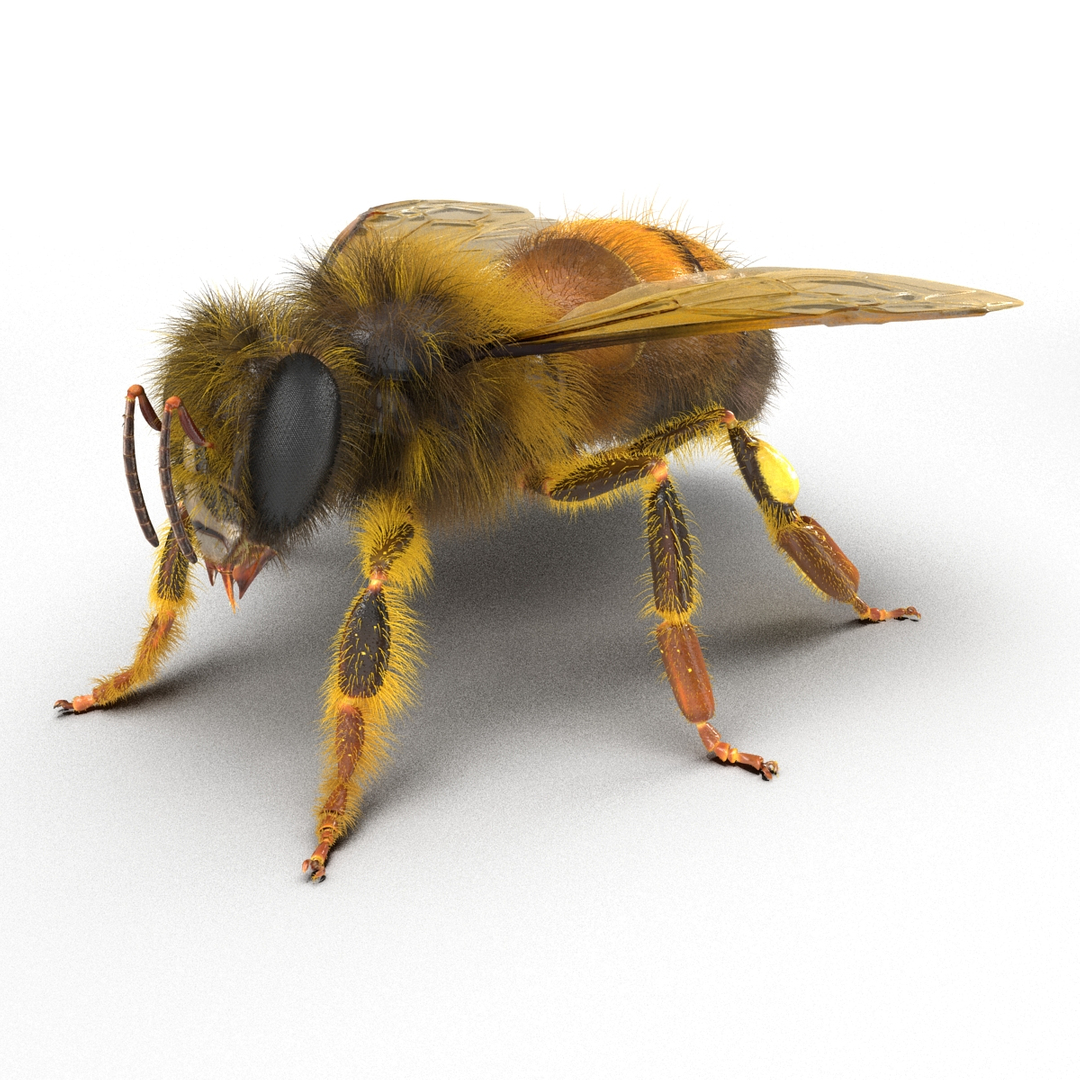 bee rigged 3d max