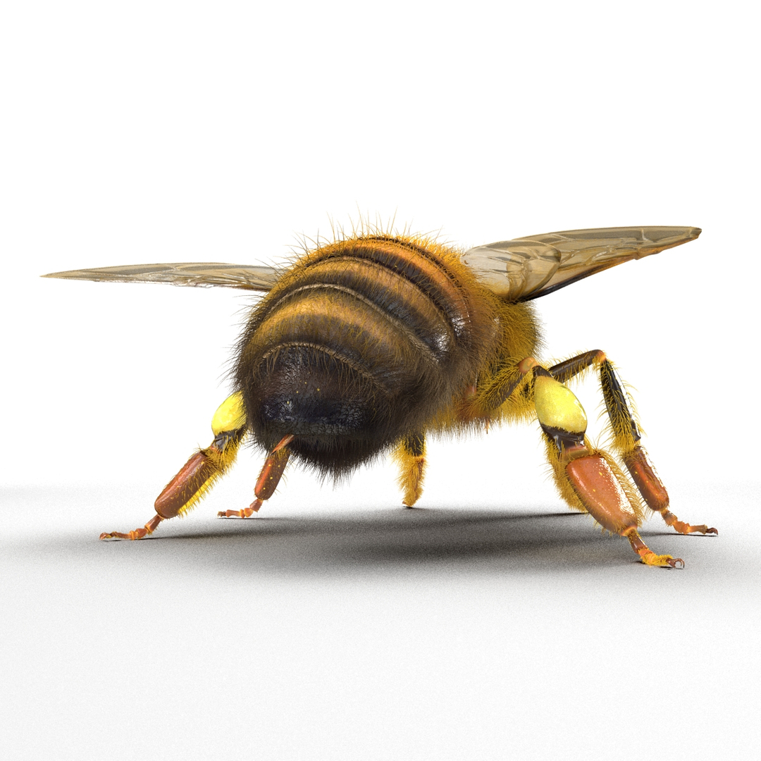 bee rigged 3d max
