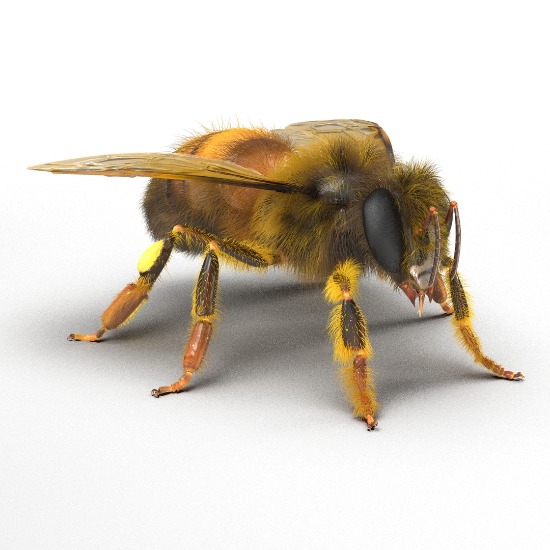 bee rigged 3d max
