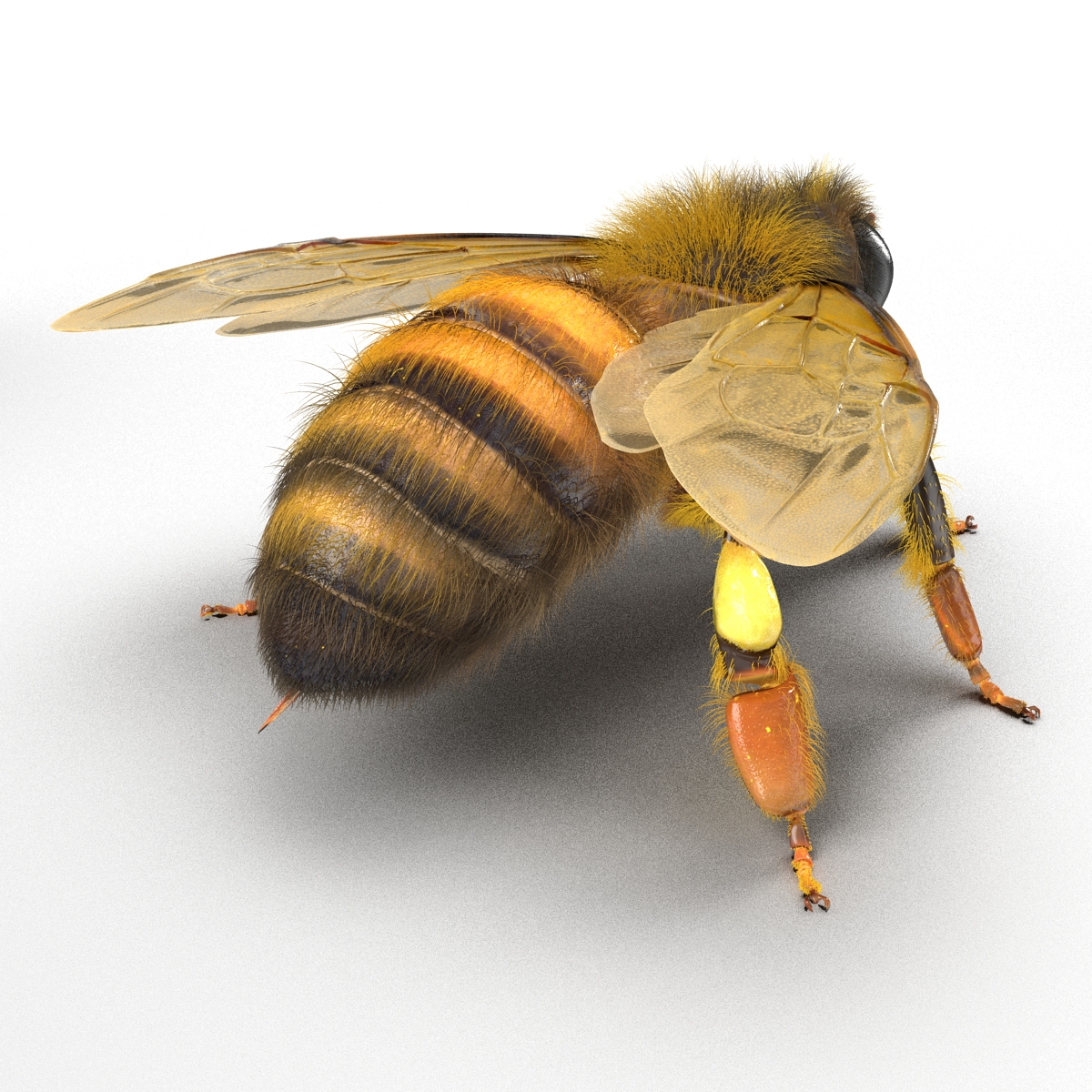 bee rigged 3d max